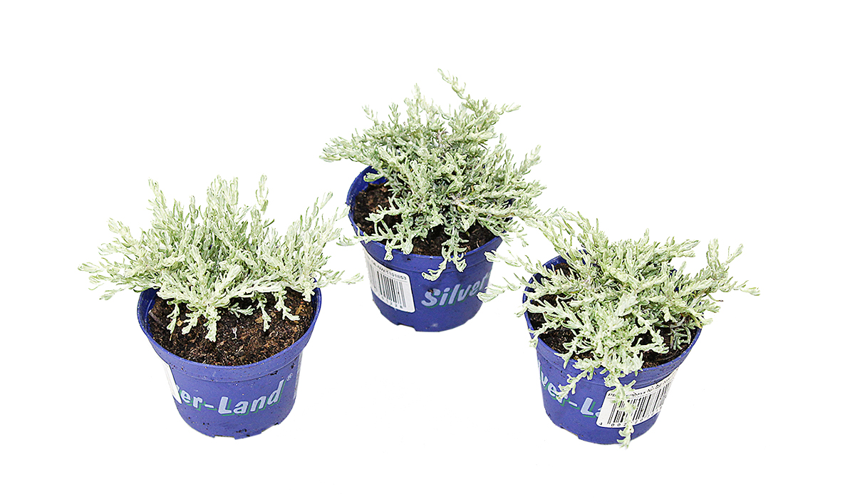 Silver-Land® | Topfpflanzen Ripkens in Straelen am Niederrhein